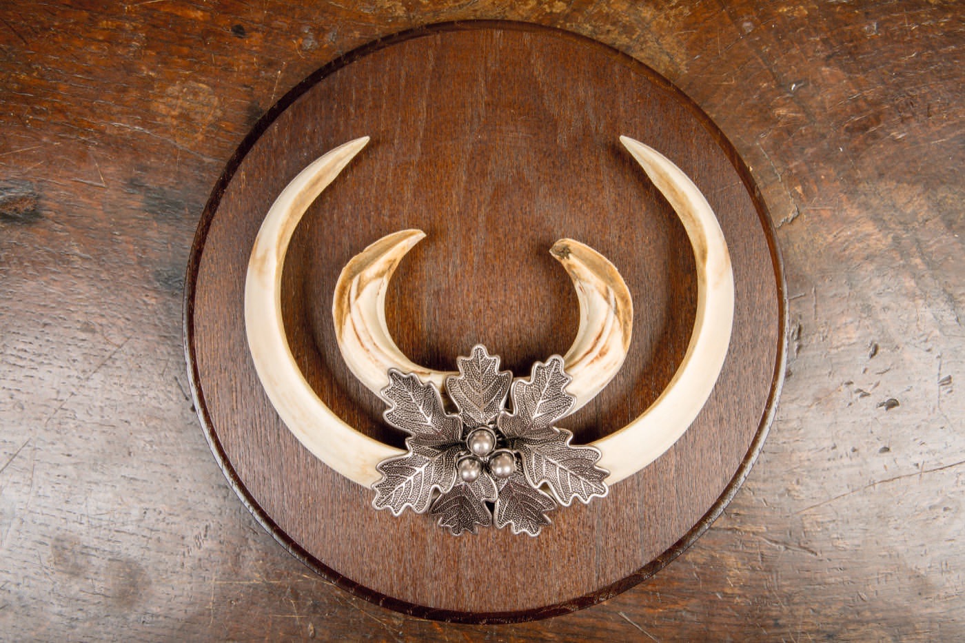 Präparieren einer Keilertrophäe - Jagdreisen