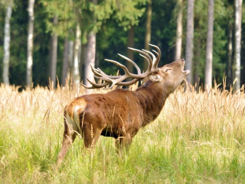 Rotwild - Jagdreisen