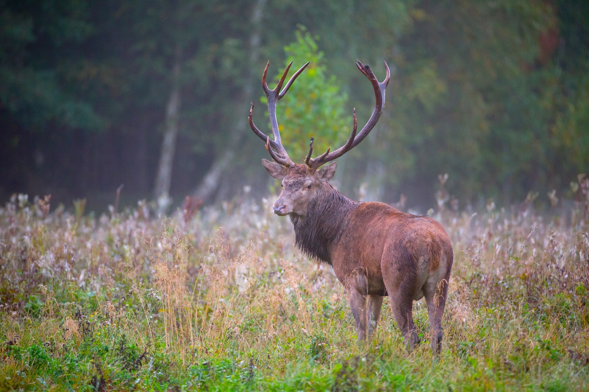 Rotwild - Jagdreisen
